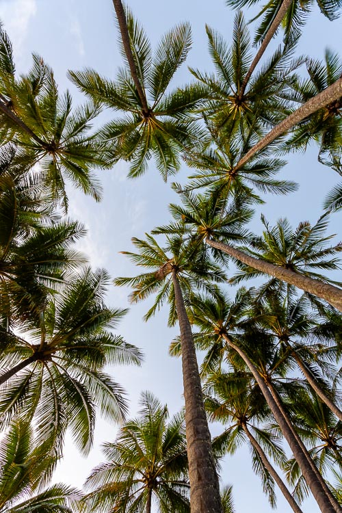 Palm Tree Canopy 71583 Photo Photograph Image R A Stanley Landscape Photography Prints